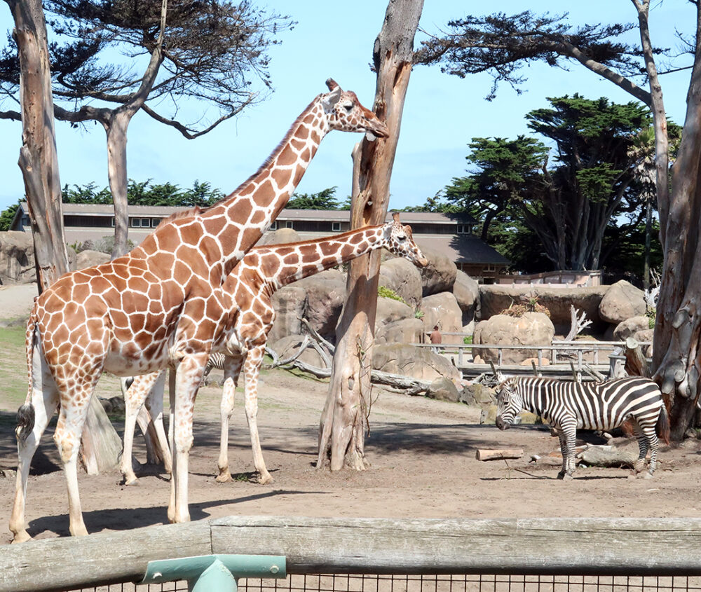 Fun day at the Zoo – Bay Area Fashionista