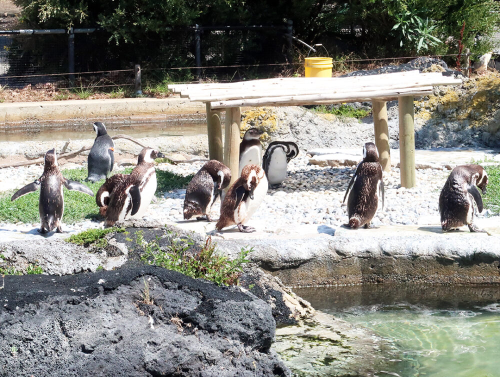 Fun day at the Zoo – Bay Area Fashionista