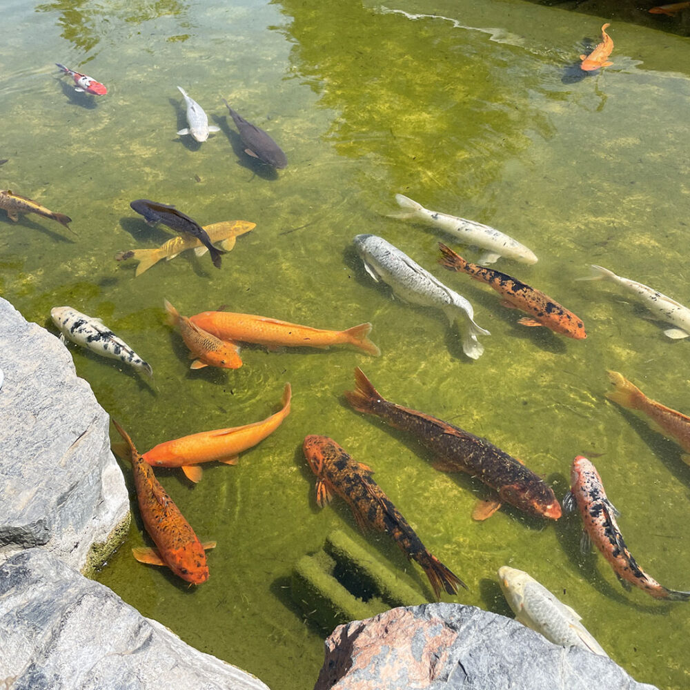 Japanese Friendship Garden San Jose – Bay Area Fashionista