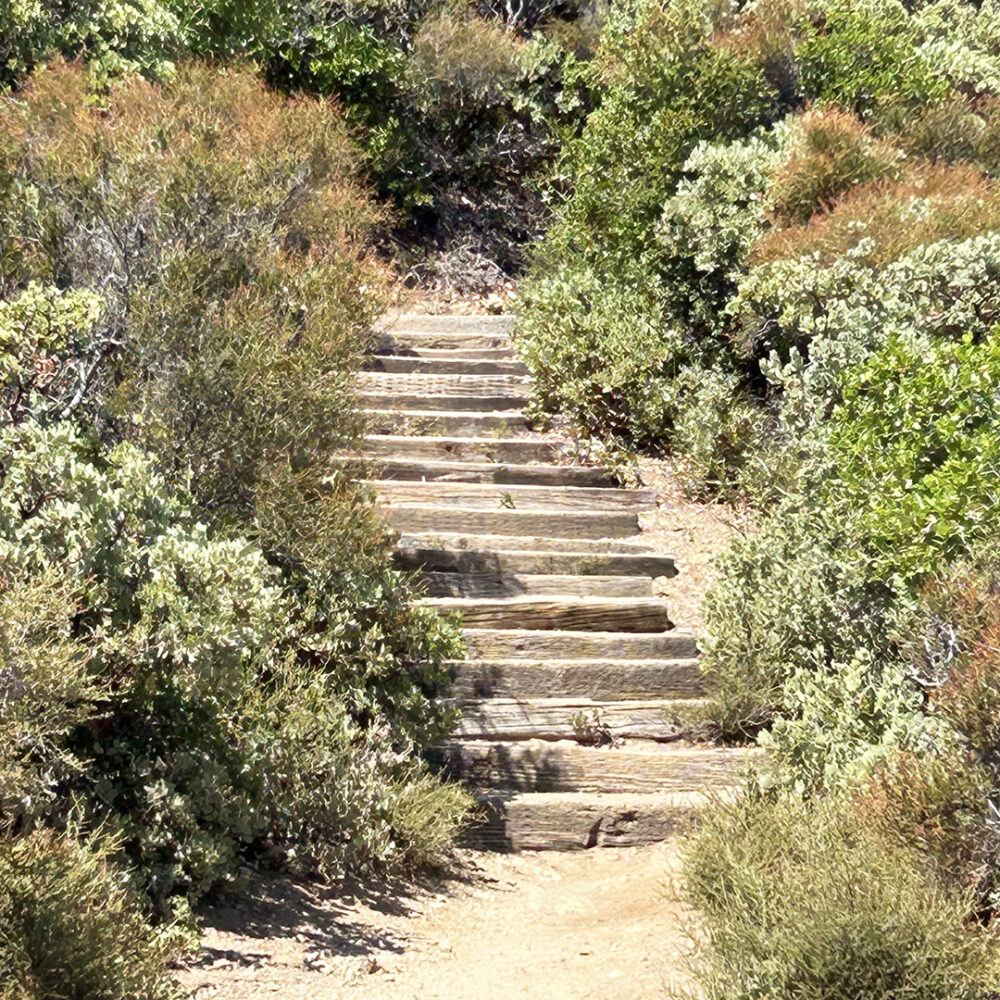 Bay Area Fashionista